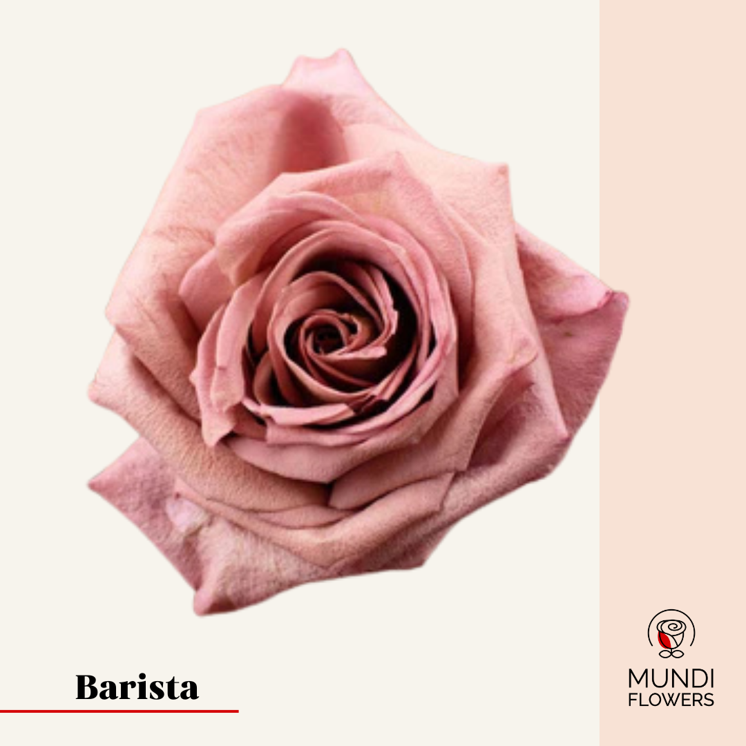 Barista – MundiFlowers Wholesale